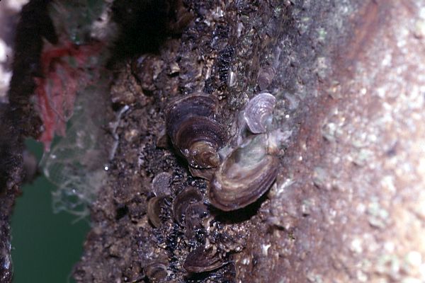 Isognomon ephippium (Linnaeus)